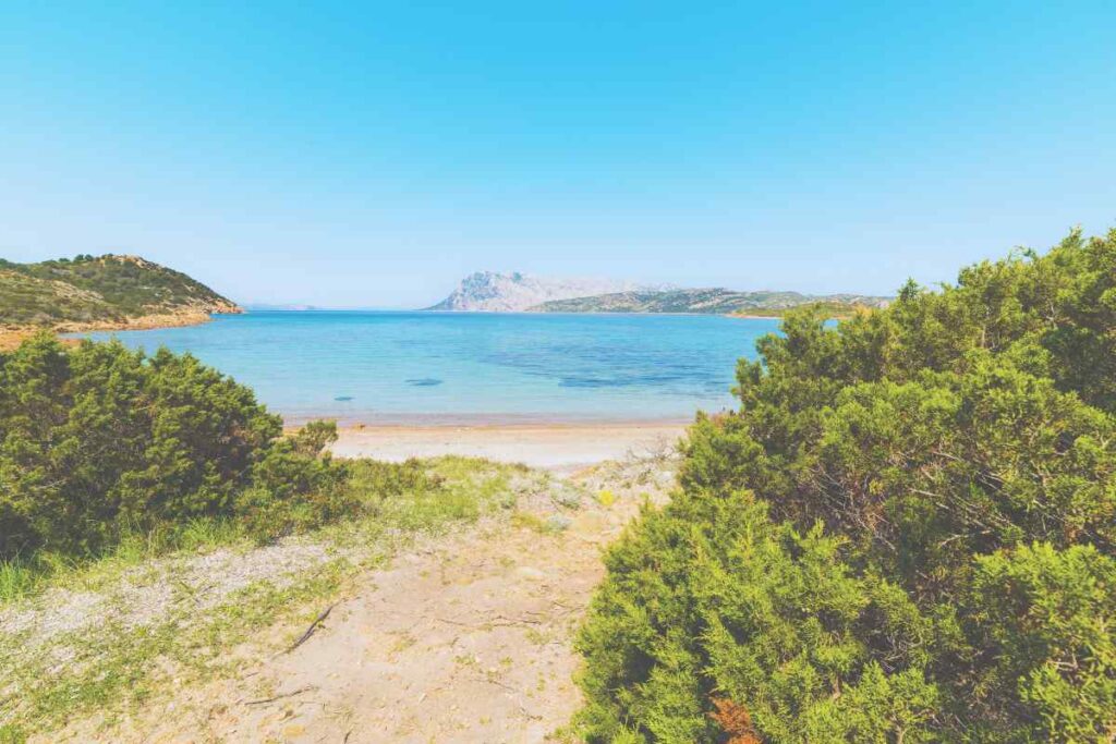 La Macchia Mediterranea: Origini, Sviluppo, Importanza Ecologica e ...